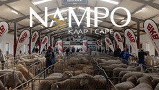 kaap-merino.gif