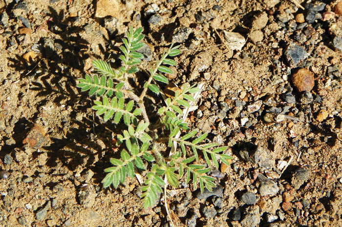 Thorny Weeds Invasive Plants Pinnacles National Park (U.S. National