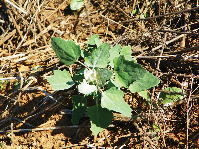 CONTROL OF WEEDS IN MAIZE AND WHEAT – 7: White goosefoot