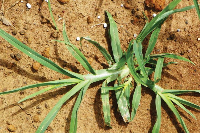 Control Of Weeds In Maize And Wheat Part 8 Goose Grass