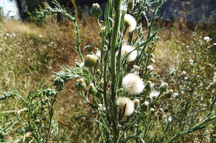 CONTROL OF WEEDS IN MAIZE AND WHEAT – 10: Fleabane