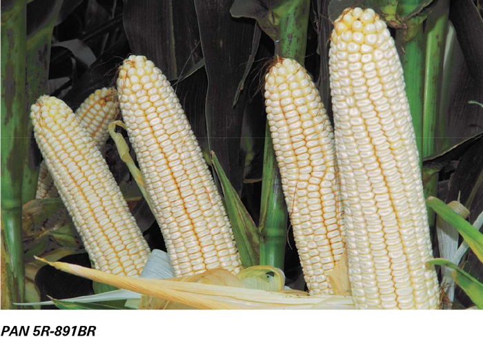 Pannar rolls out NEW WHITE MAIZE HYBRIDS