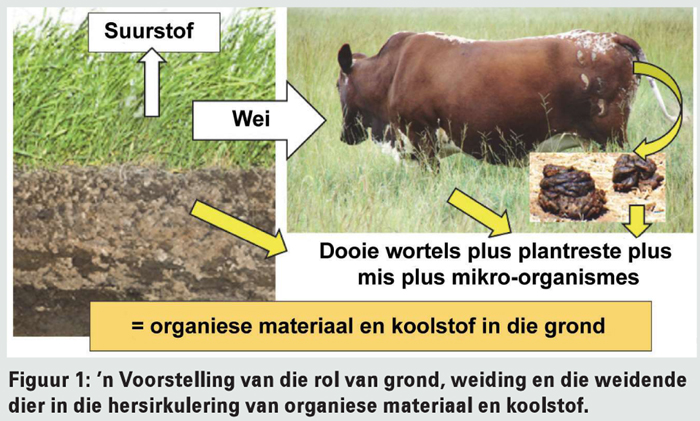 Weidingsgewasse as dekgewasse in bewaringslandbou- en wisselboustelsels ...