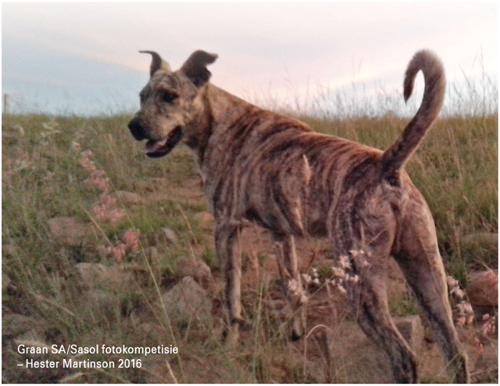 HONDEJAG op plase neem toe