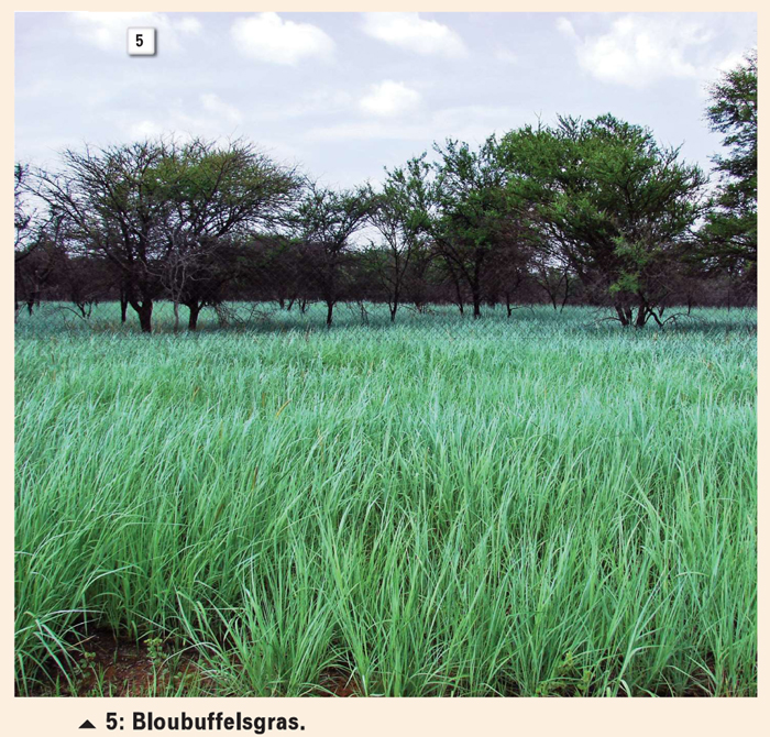 Weidingsgewasse as dekgewasse in bewaringslandbou- en wisselboustelsels ...