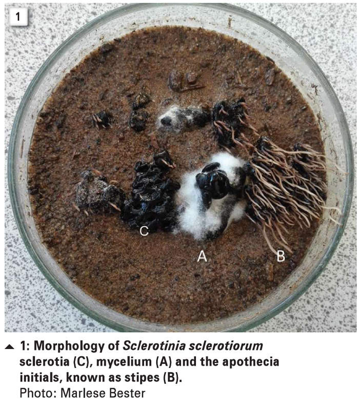 Management of Sclerotinia head and stem rot