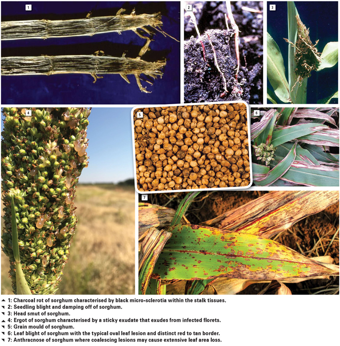 Management of sorghum diseases