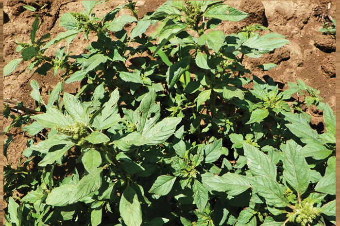 CONTROL OF WEEDS IN MAIZE AND WHEAT – Part 5: Amaranthus hybridus ...