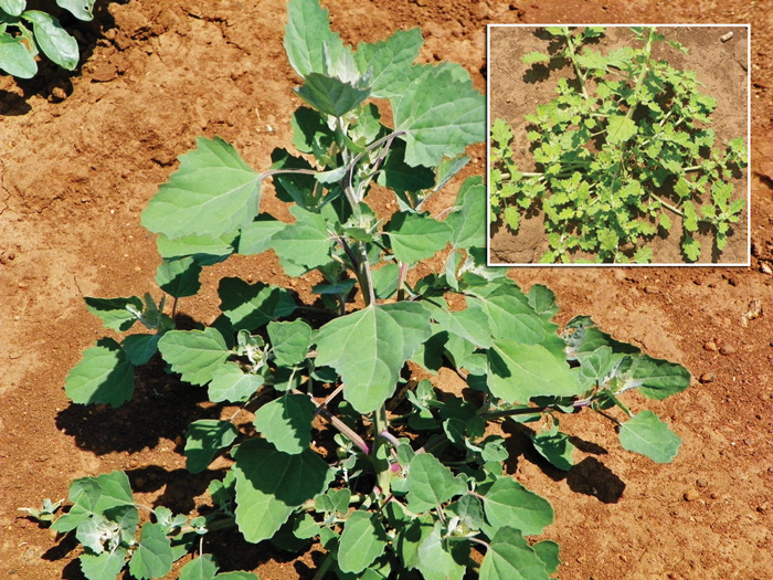 CONTROL OF WEEDS IN MAIZE AND WHEAT – 7: White goosefoot