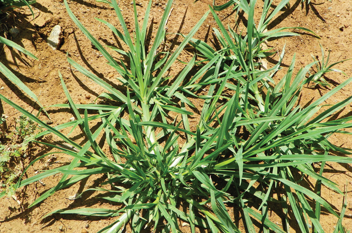 Control Of Weeds In Maize And Wheat Part 8 Goose Grass