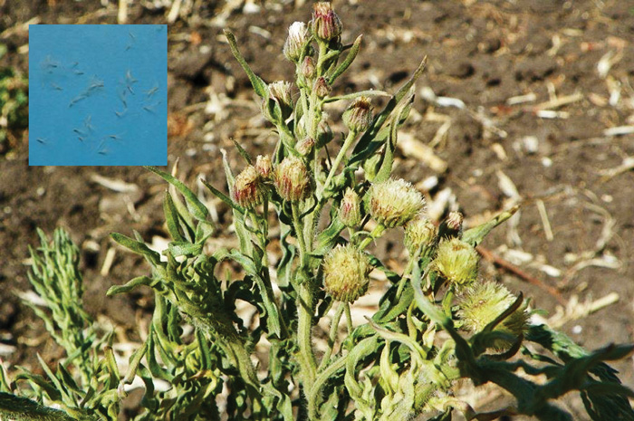 CONTROL OF WEEDS IN MAIZE AND WHEAT – 10: Fleabane