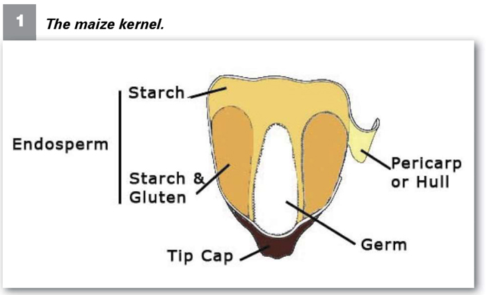 Nixtamalisation – adding value to your maize