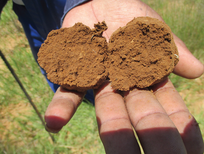 Soil tests come in handy for next crop’s fertilising plan