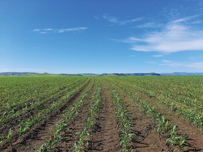 Monitoring your crop can save money