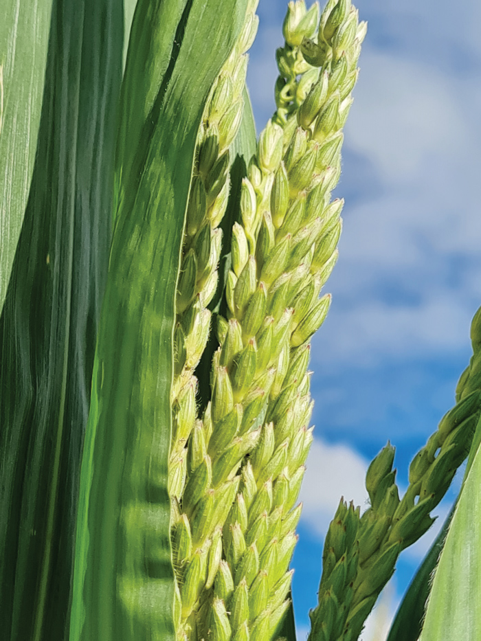 Successful pollination is crucial for crop yield