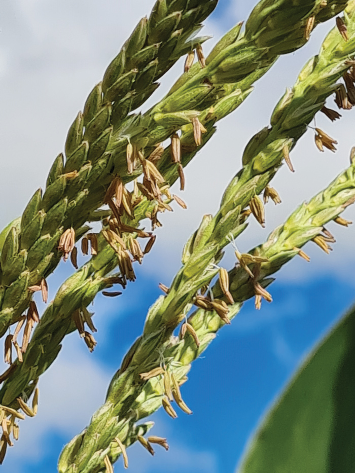 Successful pollination is crucial for crop yield