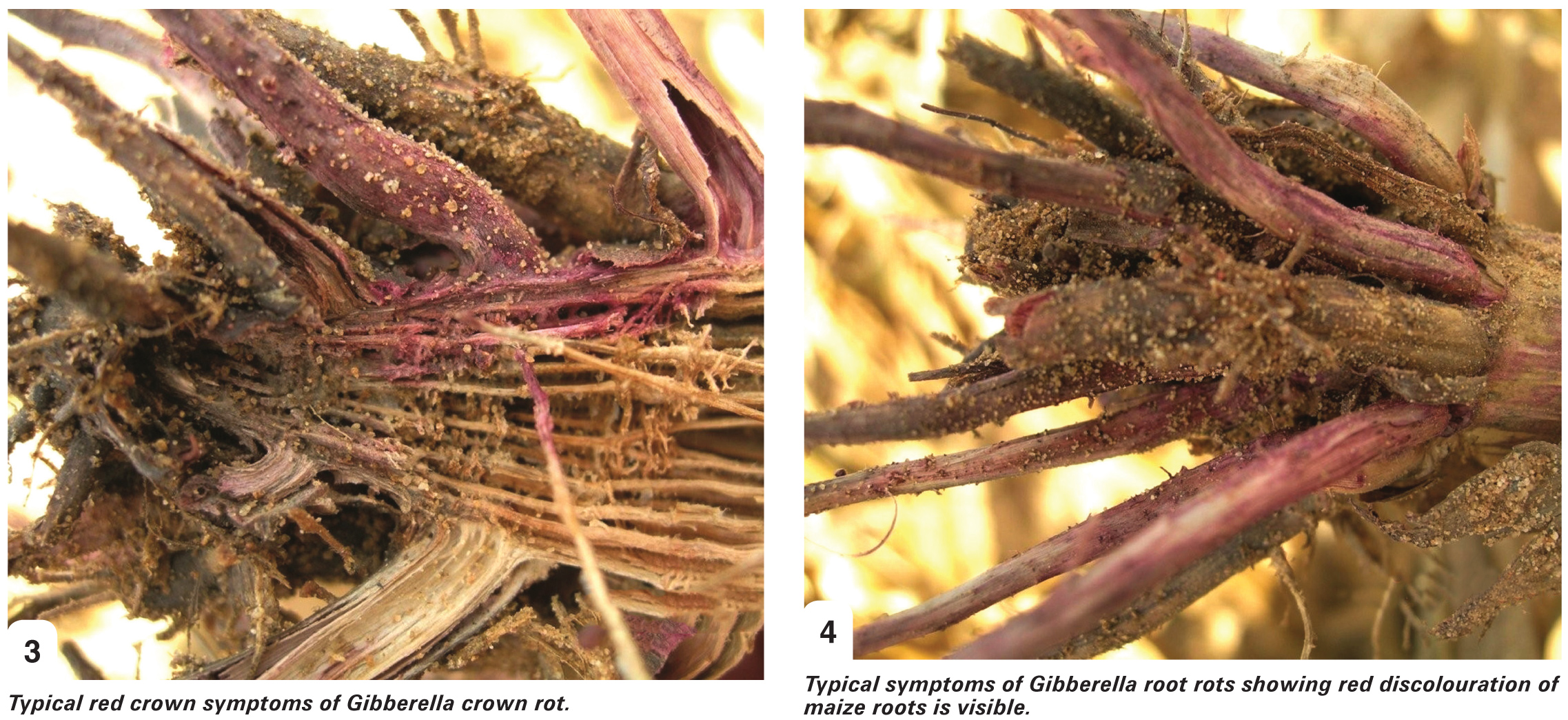 Gibberella stalk rot is a serious threat