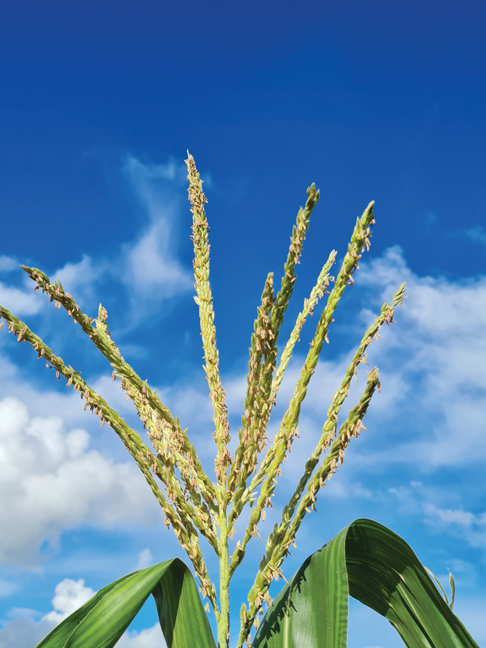 Successful pollination is crucial for crop yield