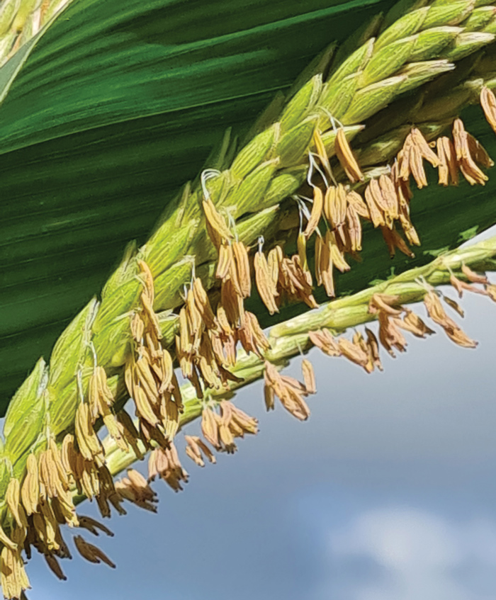 Successful pollination is crucial for crop yield