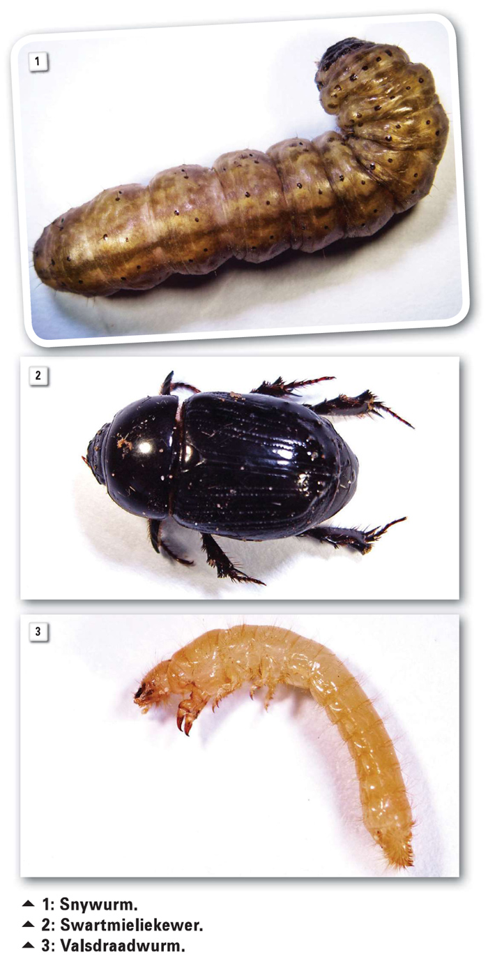 ‘n Kykie na insekplae op MIELIESAAILINGE - SA Grain