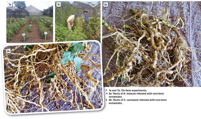 IMPACT of weeds and nematodes on crop production