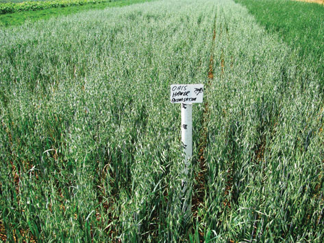 Geïntegreerde gewas- en aangeplante weiding-gebaseerde lewendehawe ...