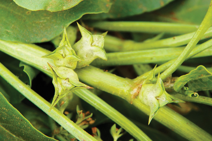 Control Of Weeds In Maize And Wheat Part 1 Spiny Emex