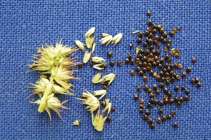 CONTROL OF WEEDS IN MAIZE AND WHEAT – Part 5: Amaranthus hybridus ...