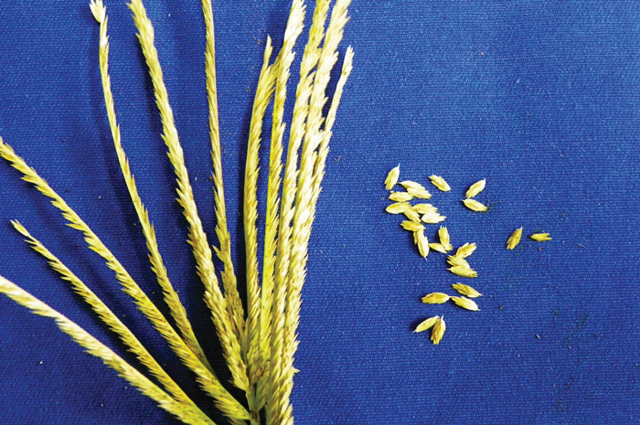 CONTROL OF WEEDS IN MAIZE AND WHEAT – Part 8: Goose grass