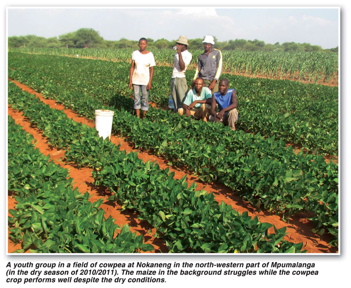 BOOST GRAIN PRODUCTION WITH LEGUMES