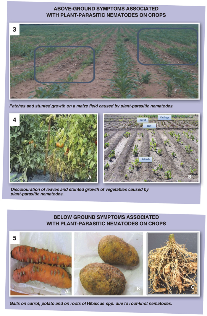 Impact of NEMATODE PESTS in crop production