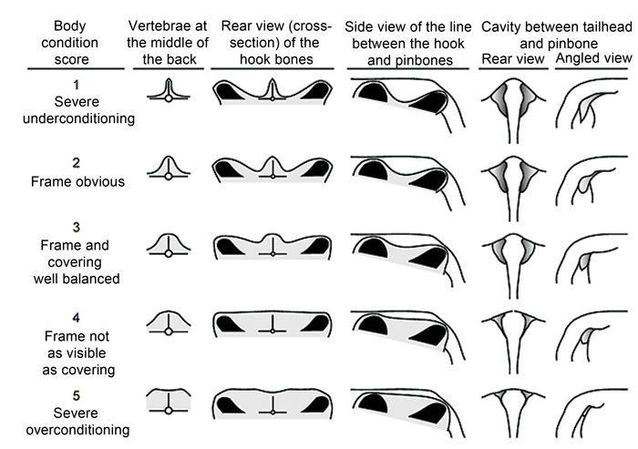 Assess the body condition of cows