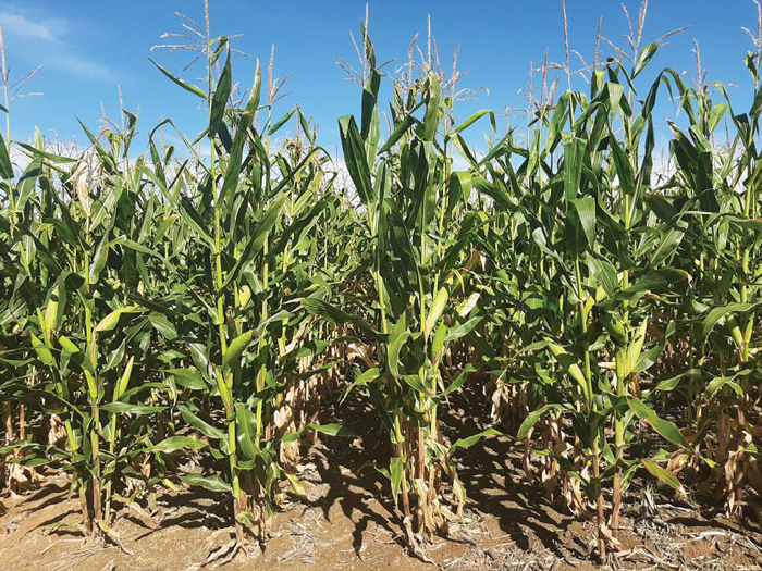 Keep a close watch on factors influencing yield