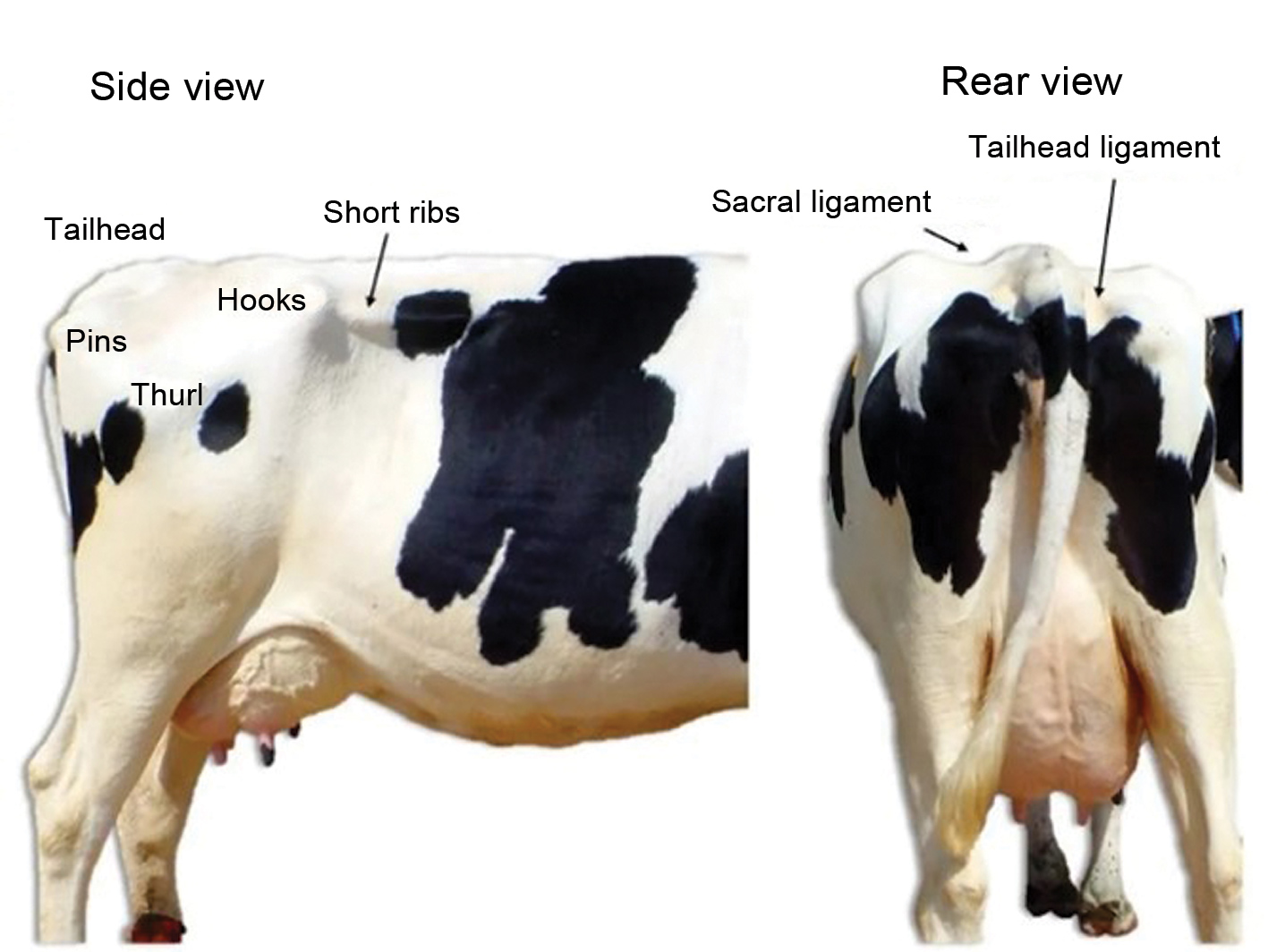 Assess the body condition of cows