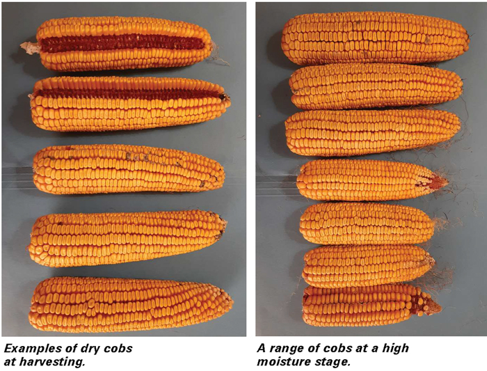 Keep a close watch on factors influencing yield