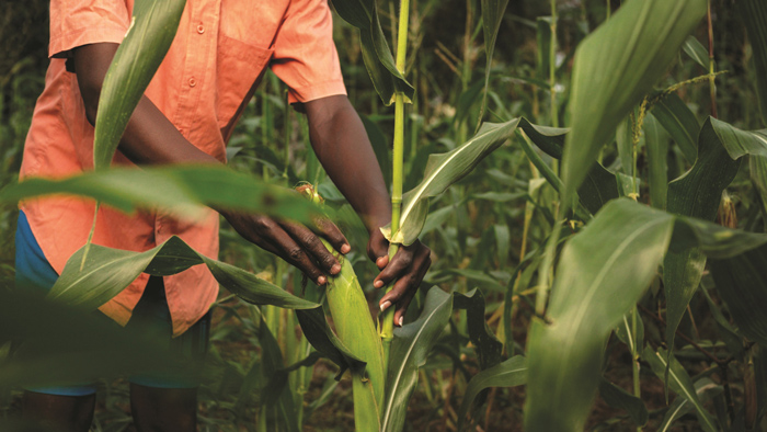 Weed control is essential for crop health