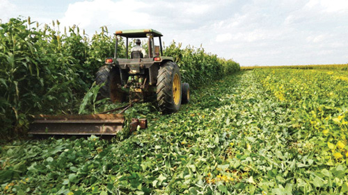 Integrated crop and pasture-based livestock production systems - Part 22