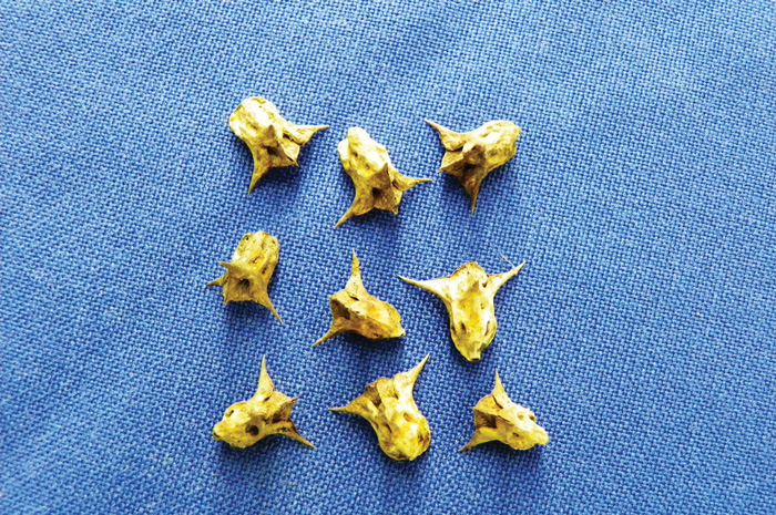 Control of weeds in maize and wheat – Part 1: Spiny Emex