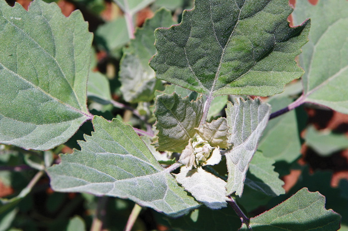 CONTROL OF WEEDS IN MAIZE AND WHEAT – 7: White goosefoot