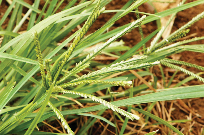 Control Of Weeds In Maize And Wheat Part 8 Goose Grass