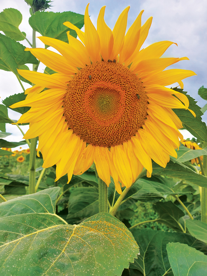Crop rotation is key to sunflower production