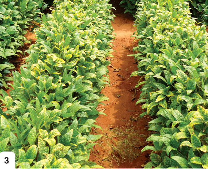 Guidelines for first-time soybean growers