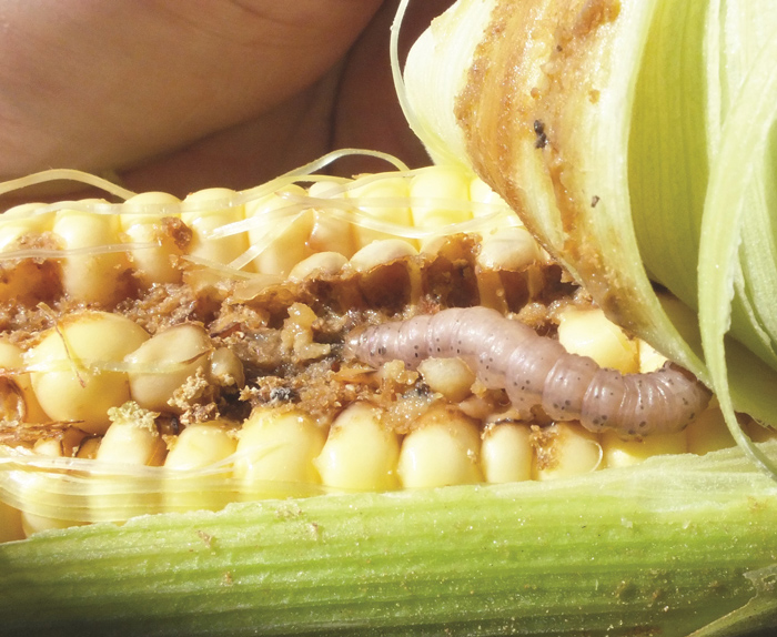 Know your pests: Sesamia