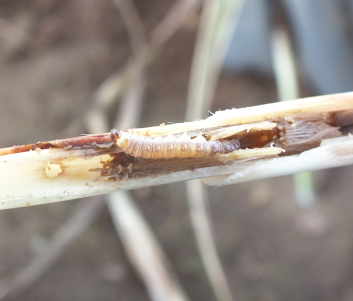 Know your pests: Sesamia