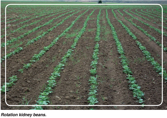 Winter crop under irrigation – choose a system that suits you