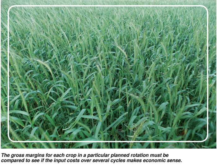 Winter crop under irrigation – choose a system that suits you