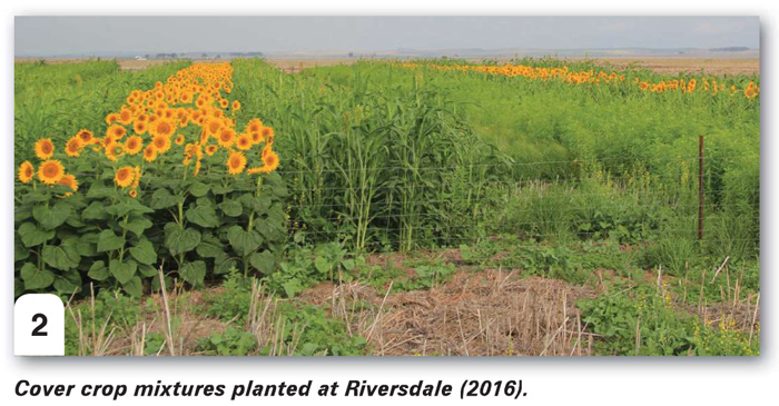 COVER CROPS Mixes and applications in the Western Cape