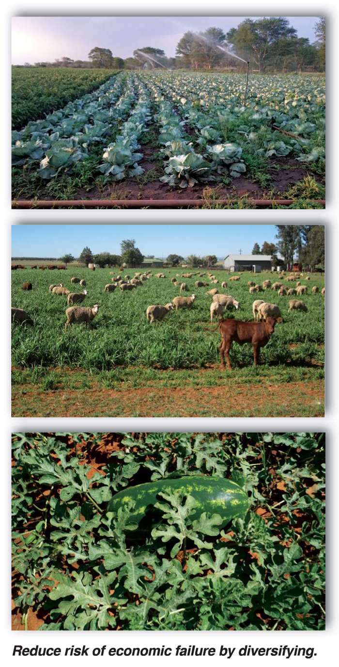 DIVERSIFICATION: How to find the ever-changing balance