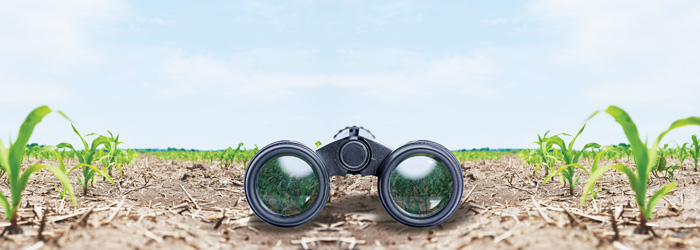 Crop scouting leads to a better yield