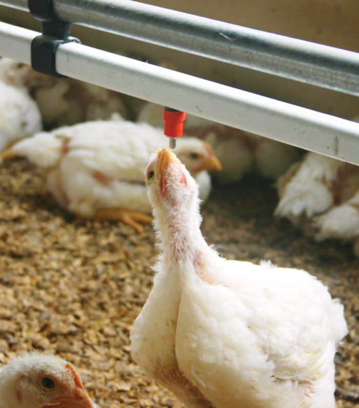 How to enhance broiler production